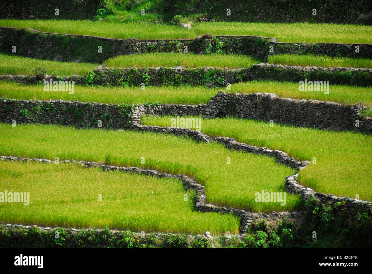 Philippines rice field hi-res stock photography and images - Alamy