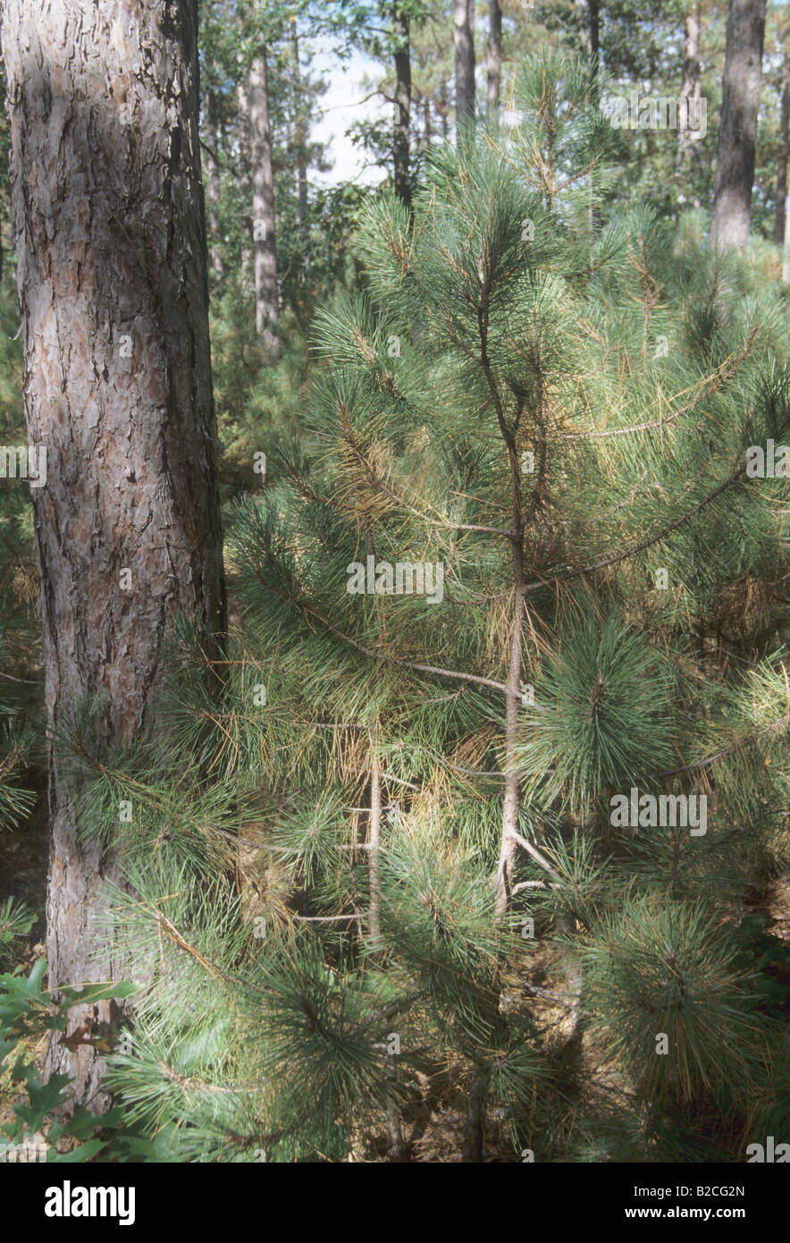 Red Pine, Pinus resinosa, young seedling and mature tree Stock Photo ...