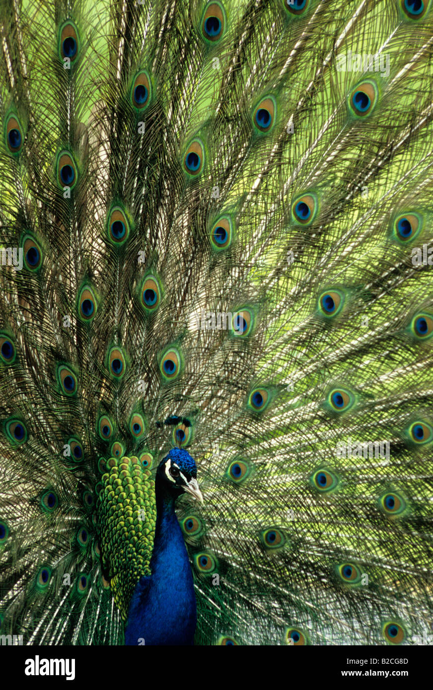 A male peafowl displaying his iridescent feathers Stock Photo - Alamy