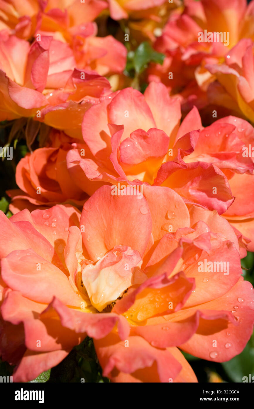 Close up of orange roses. Rose Garden, Inner Circle, Regent's Park ...