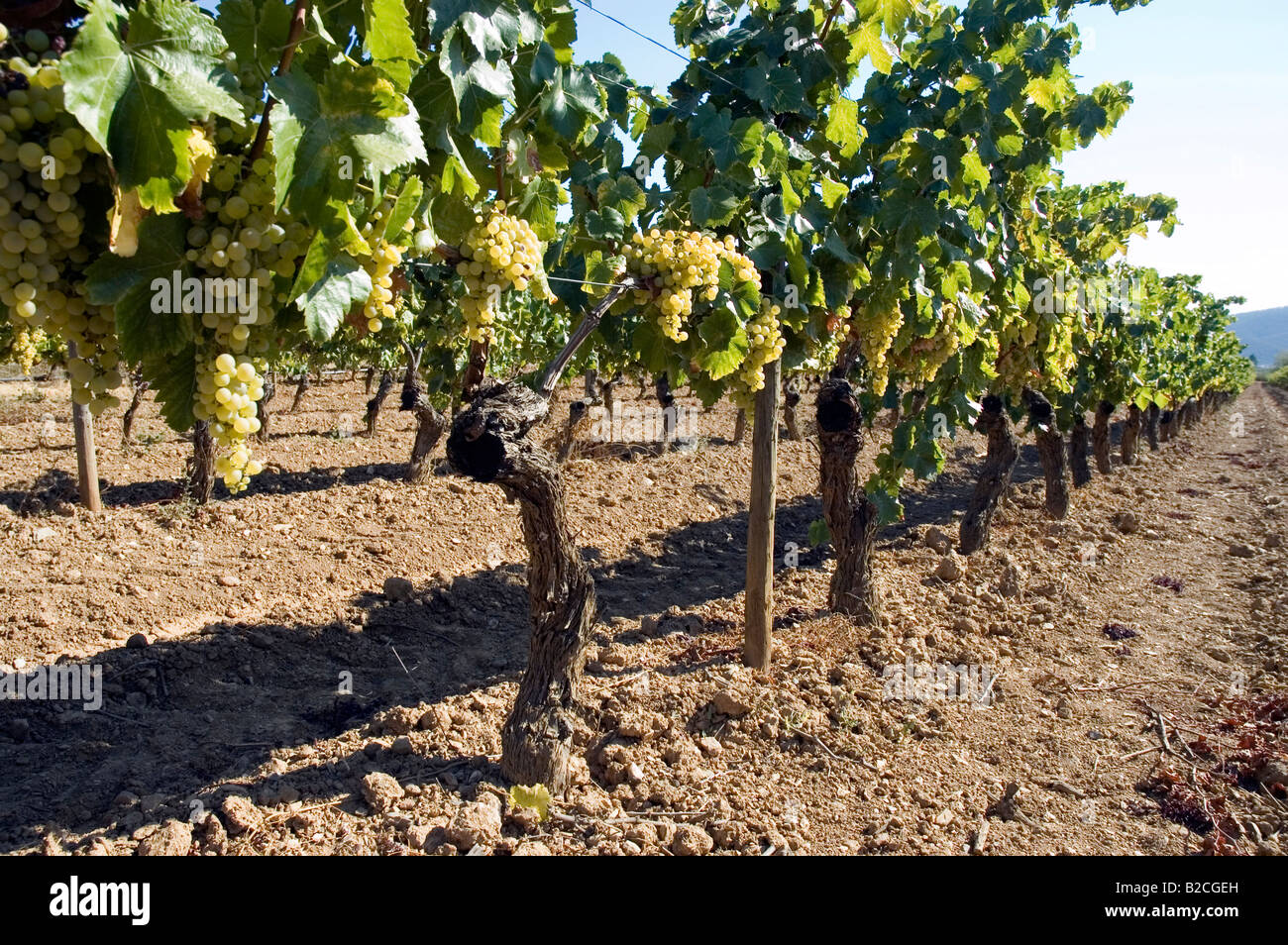 Ripe lush bunches grape hi-res stock photography and images - Alamy