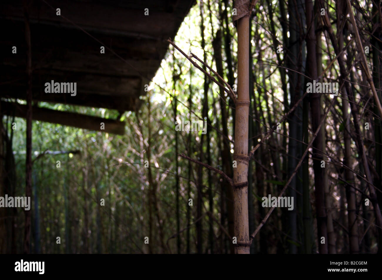 Bamboo invasion-details 1 Stock Photo - Alamy