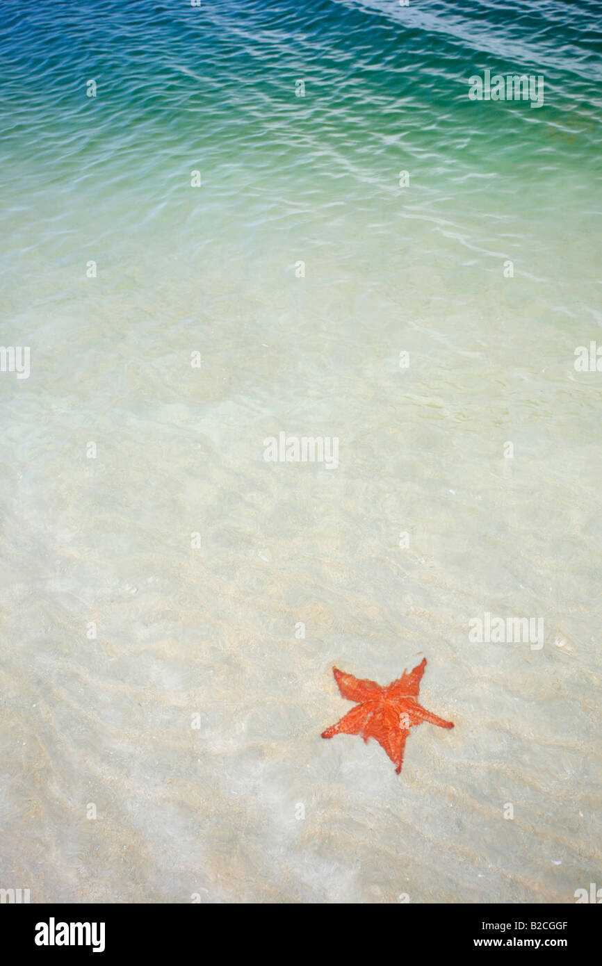 Starfish in tropical water Stock Photo - Alamy