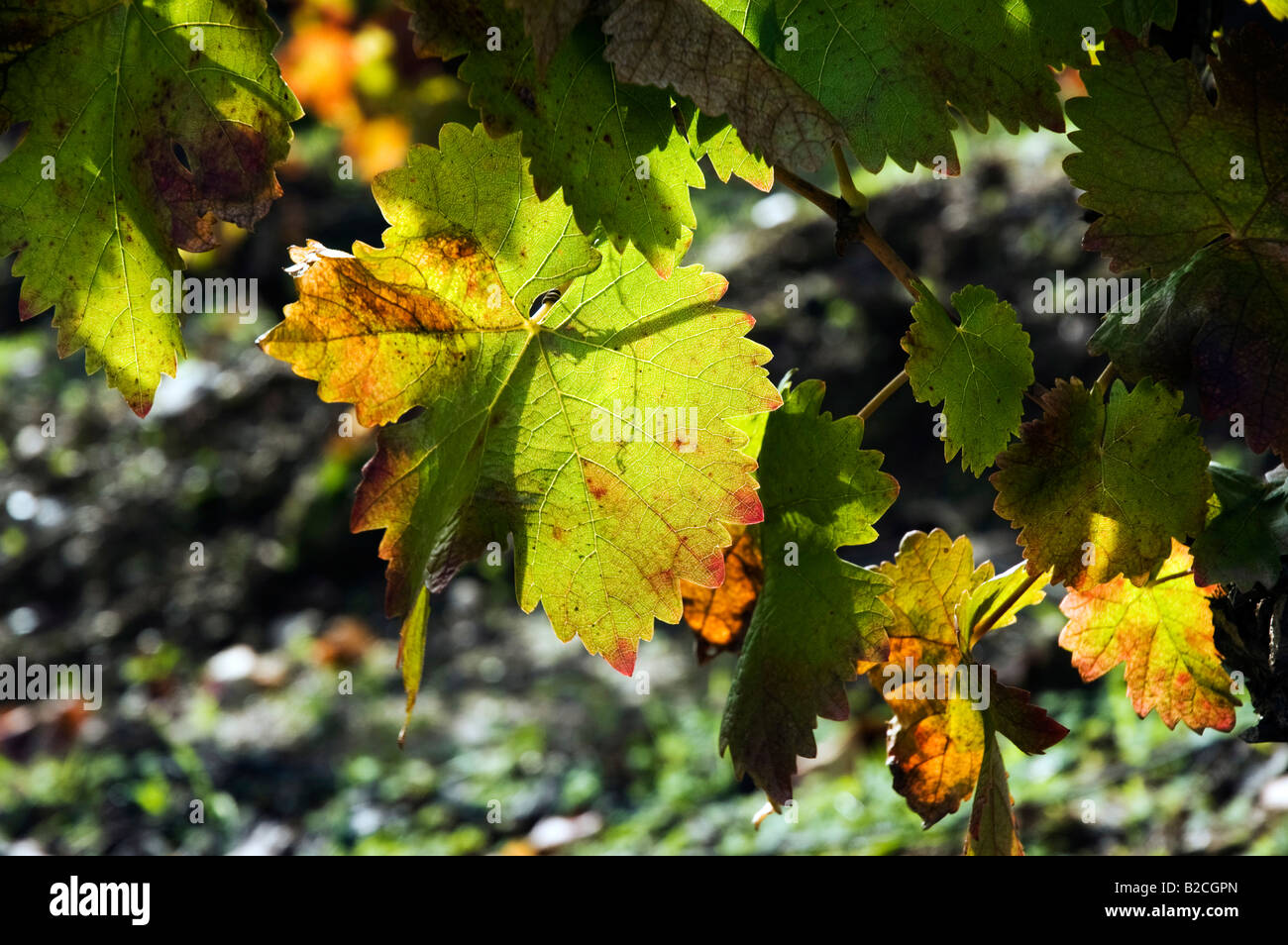 A closeup view of green leaves on a vine showing signs of autumn colors ...
