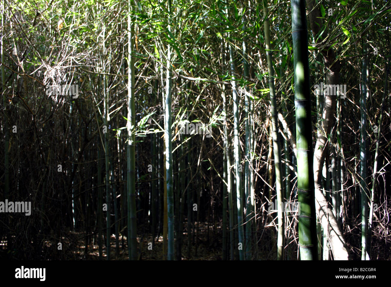 Bamboo invasion-details 4 Stock Photo - Alamy