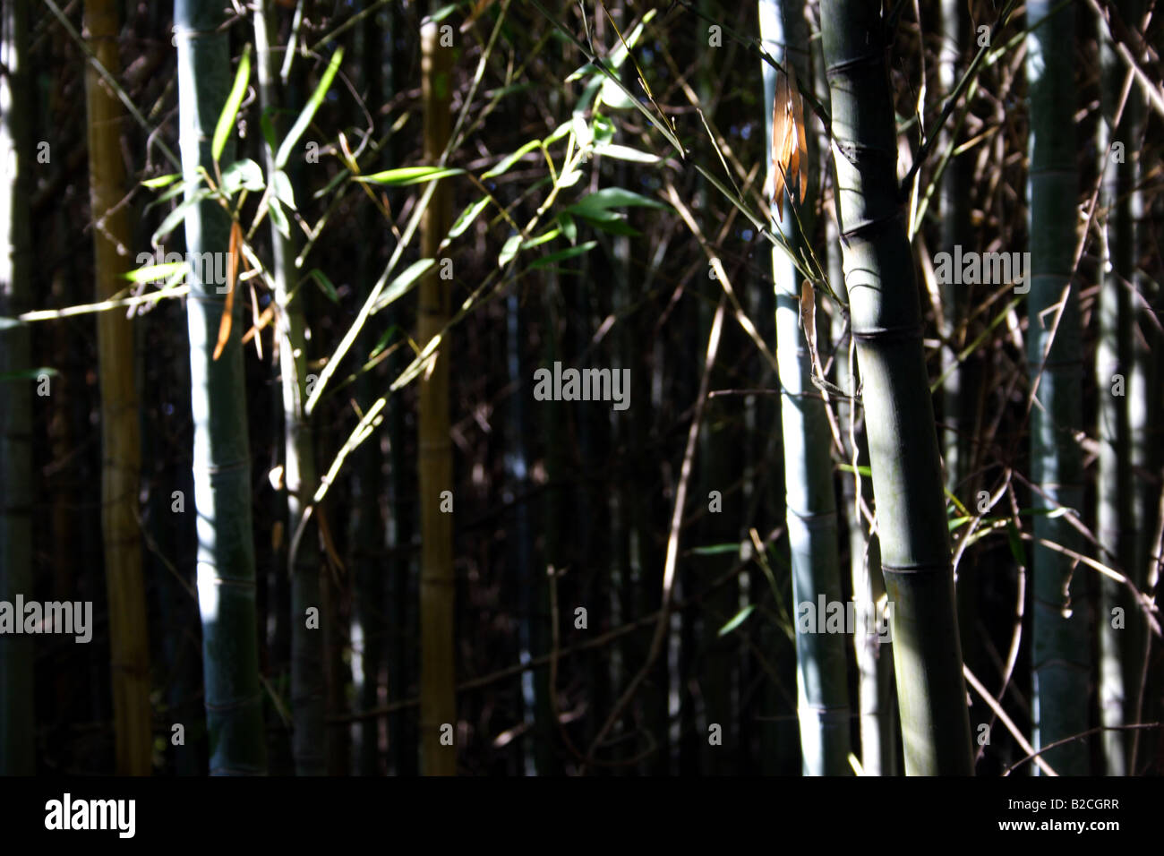 Canes detail hi-res stock photography and images - Alamy