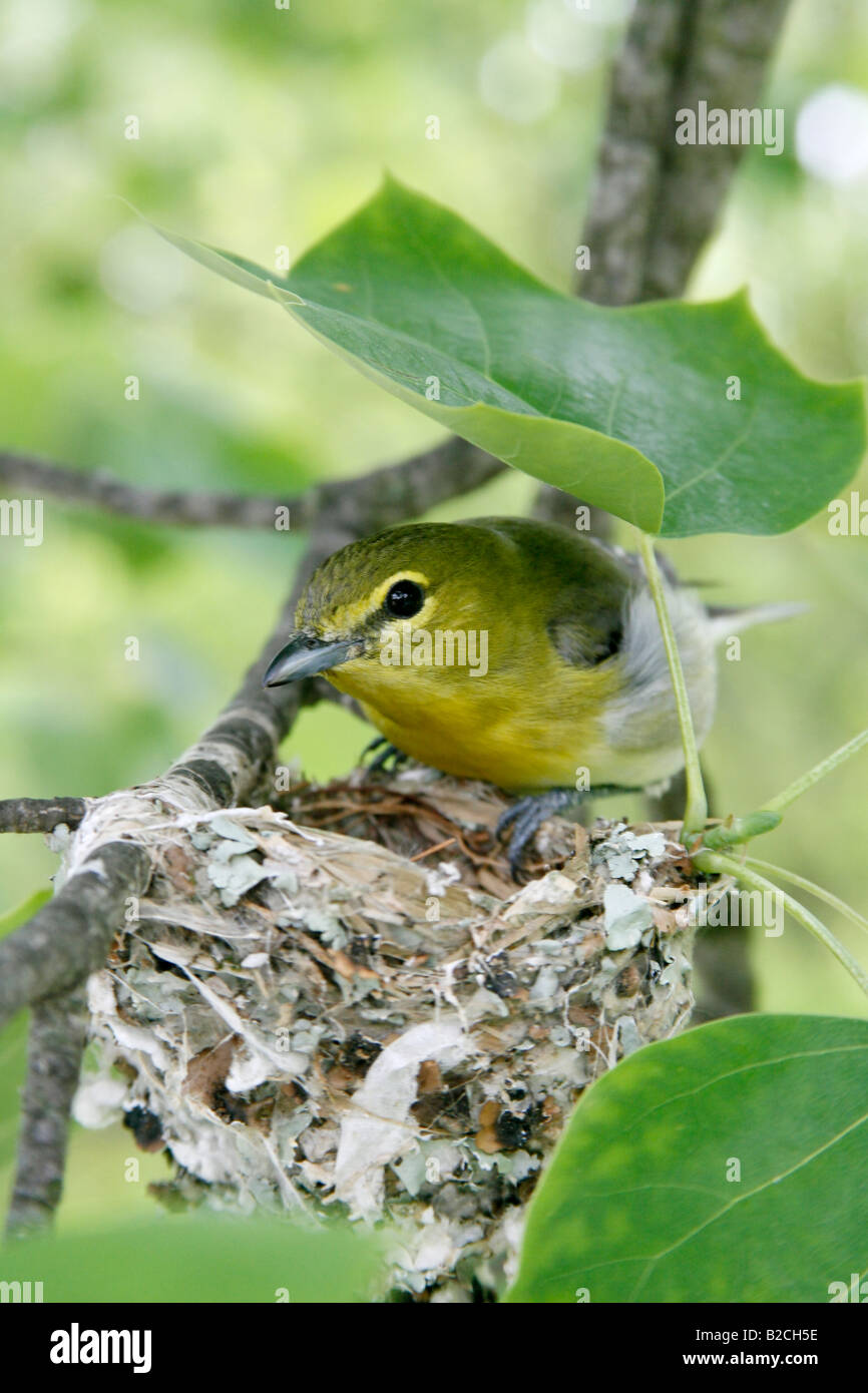 Yellow throated Vireo at Nest in Tulip Tree Vertical Stock Photo - Alamy