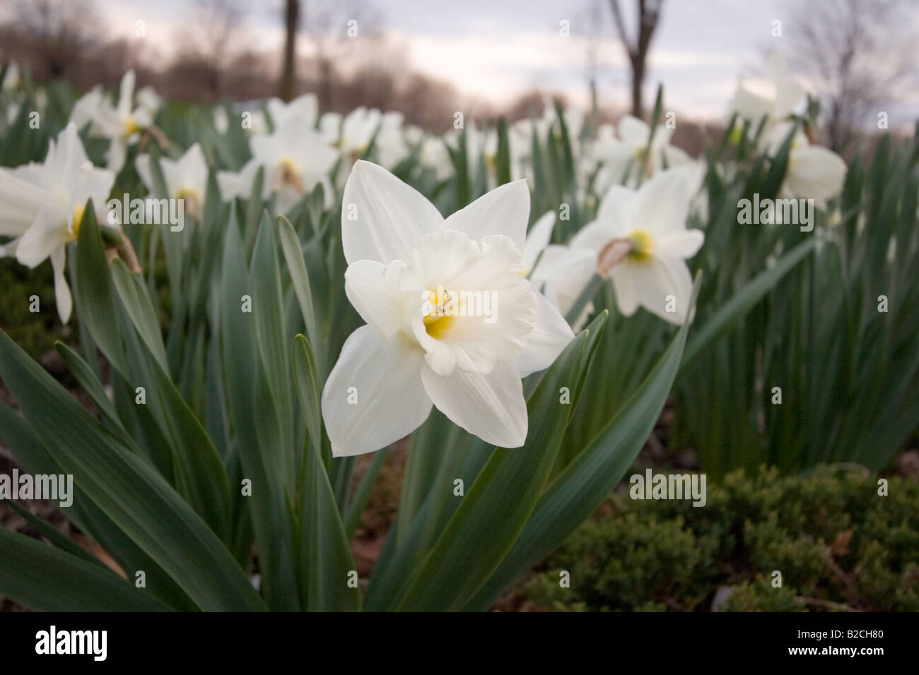 Field of Daffodils. A daffodil closeup showing the various parts of the ...