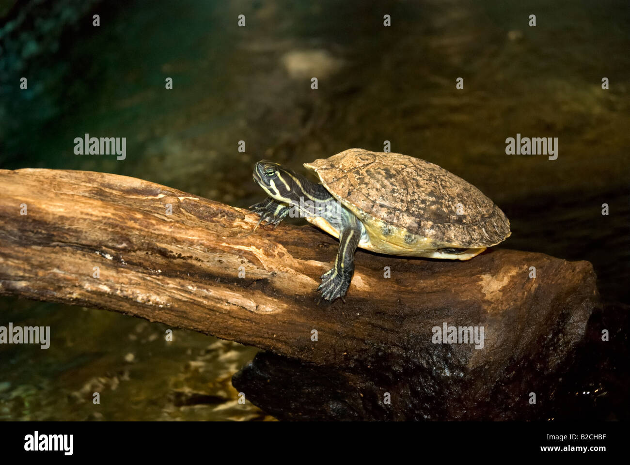 Chicken turtle hi-res stock photography and images - Alamy