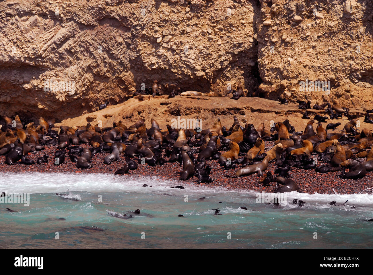 South American Sea Lions on Ballestas Island in Paracas National Park ...