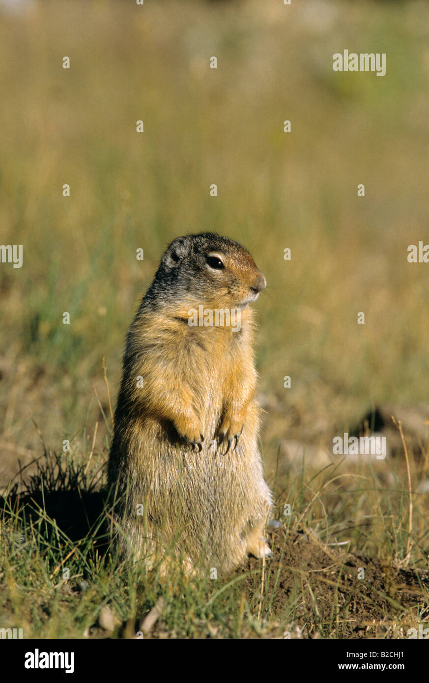 Richardson's ground squirrel in Banff National Park, Alberta Stock ...