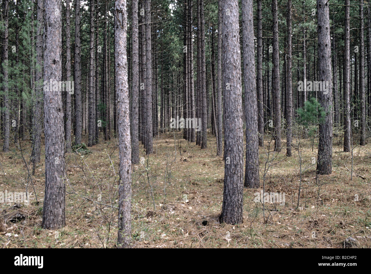 Red Pine, Pinus resinosa Stock Photo - Alamy