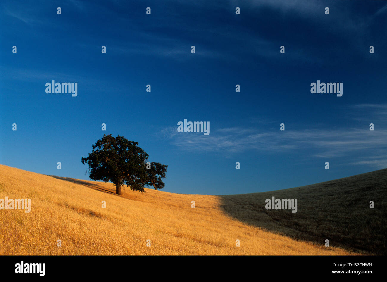 Lone Oak Tree in Foothills, Northern California Stock Photo - Alamy