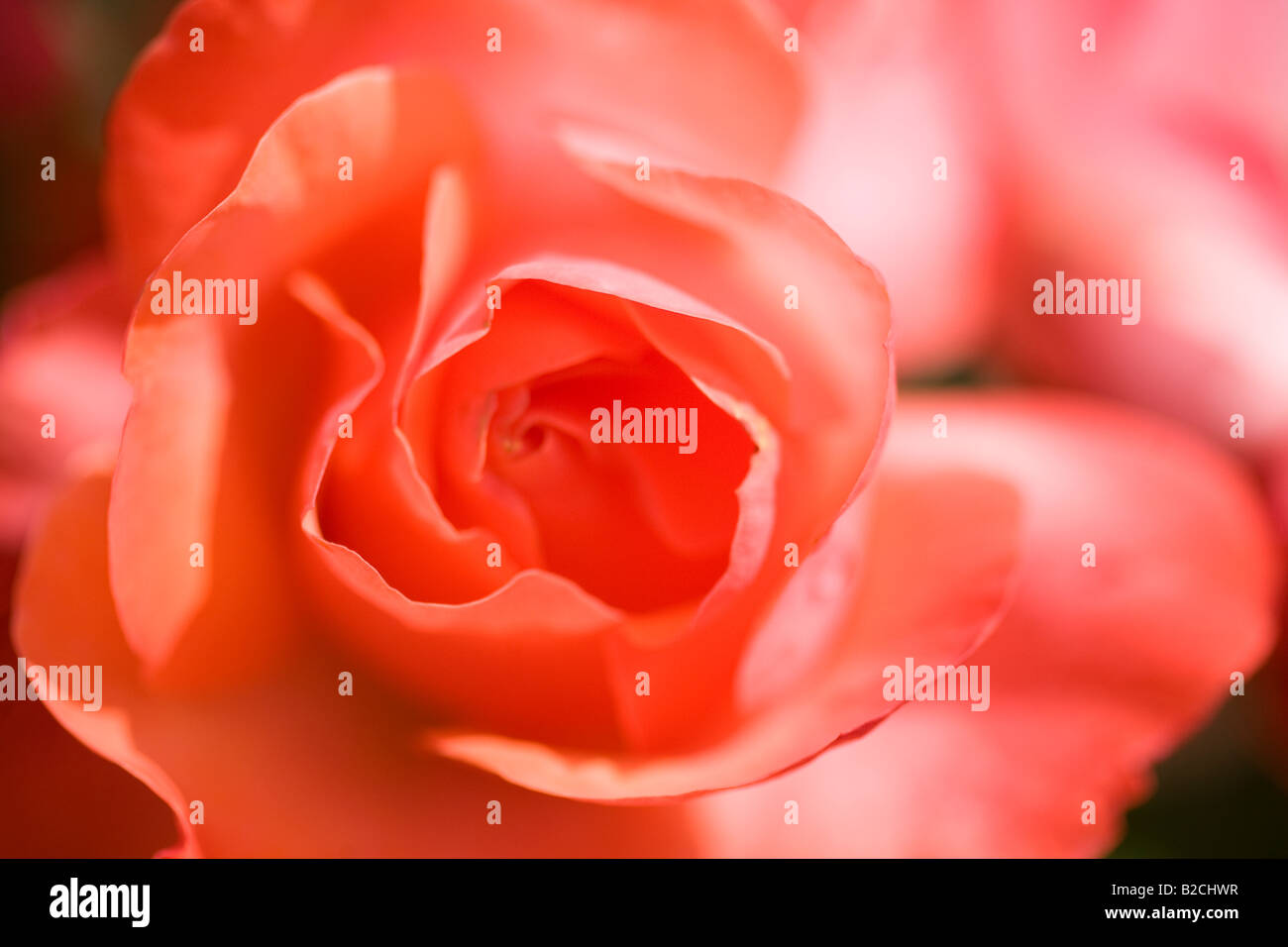 Close up of 'Tintinara' rose with small depth of field. Rose Garden ...