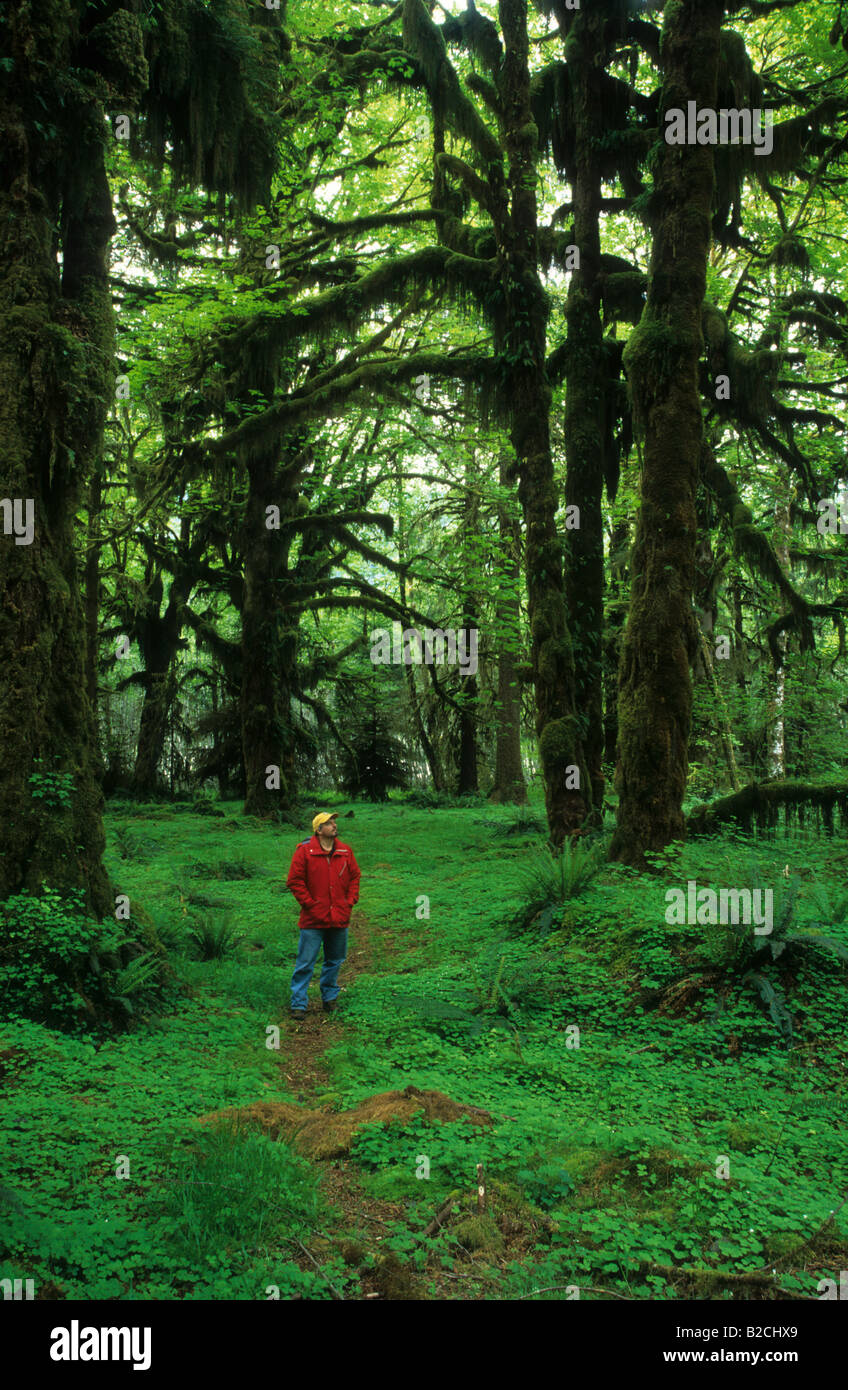 Hiker in temperate rainforest, Hoh river valley, Olympic National Park ...