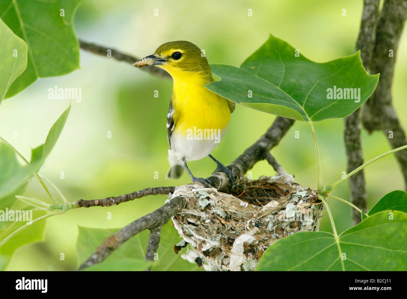 Yellow birds nest hi-res stock photography and images - Alamy