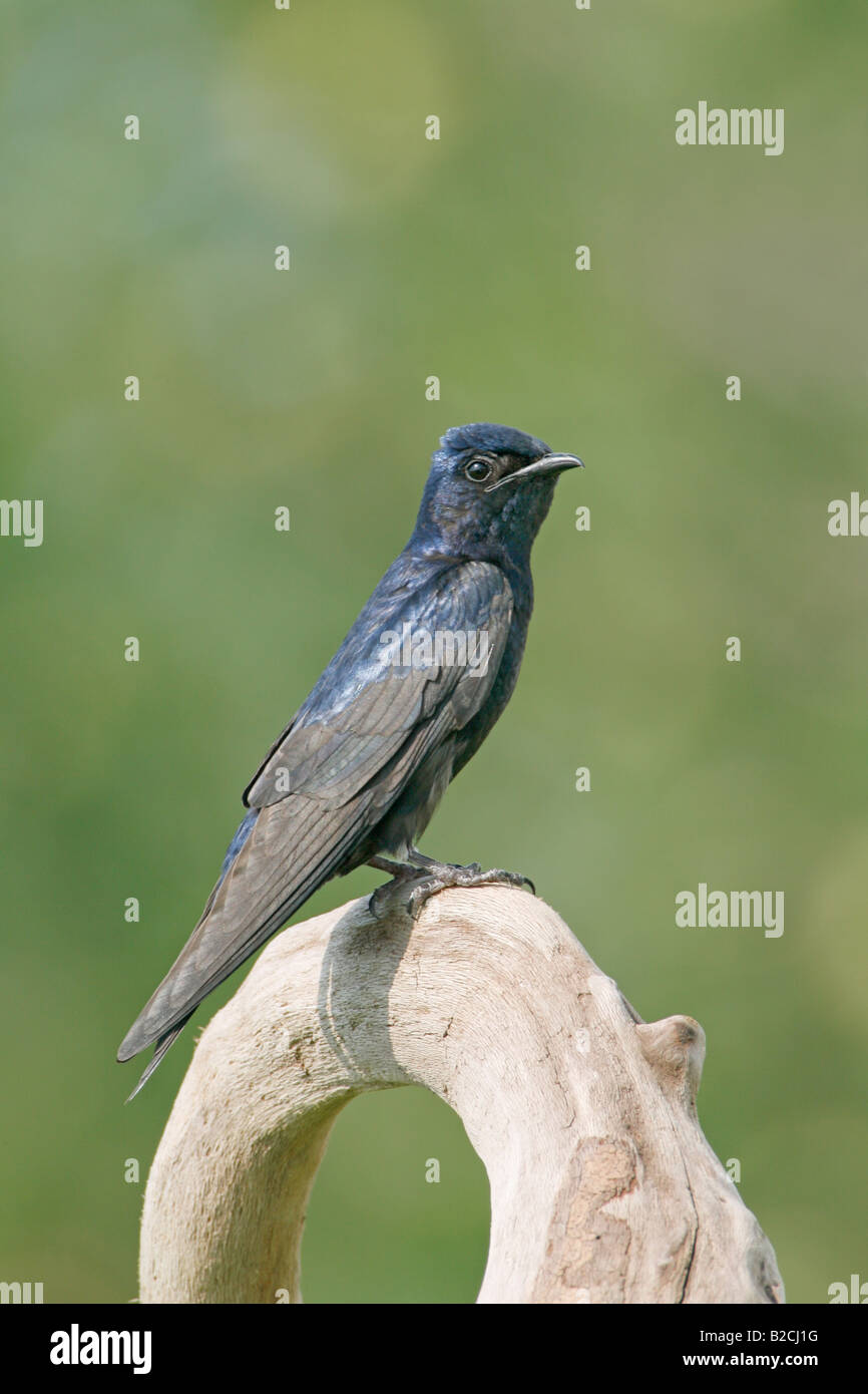 Purple Martin - Vertical Stock Photo - Alamy