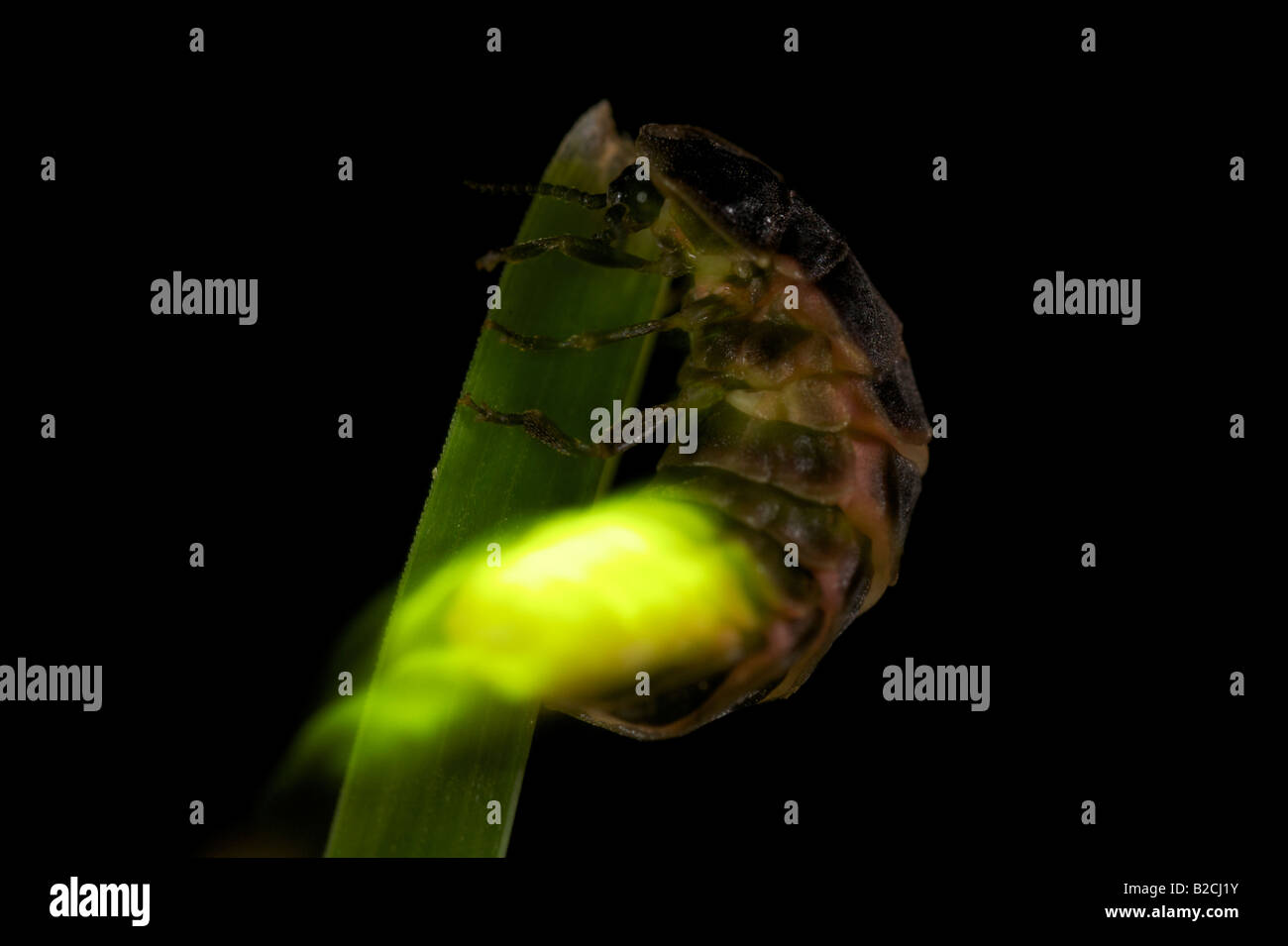 Glow worm displaying Stock Photo - Alamy