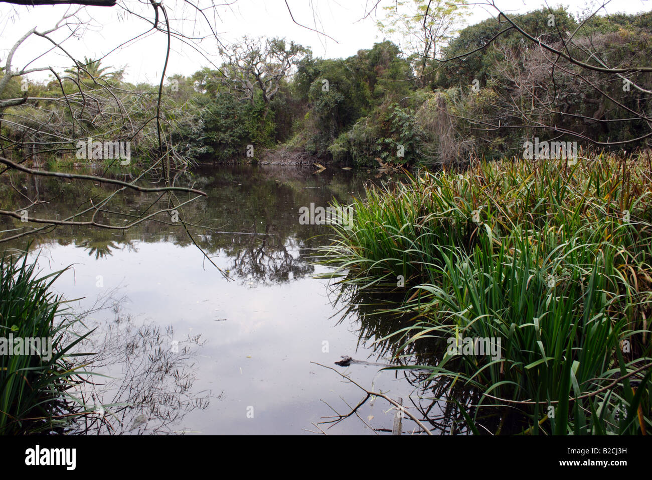 Pond vegetation hi-res stock photography and images - Alamy