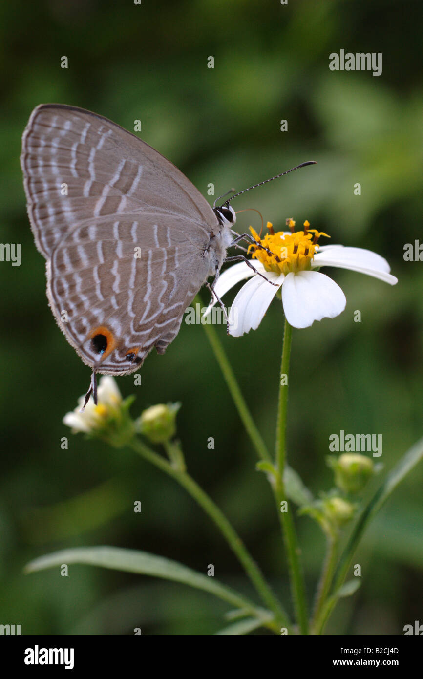 Cerulean butterfly hi-res stock photography and images - Alamy
