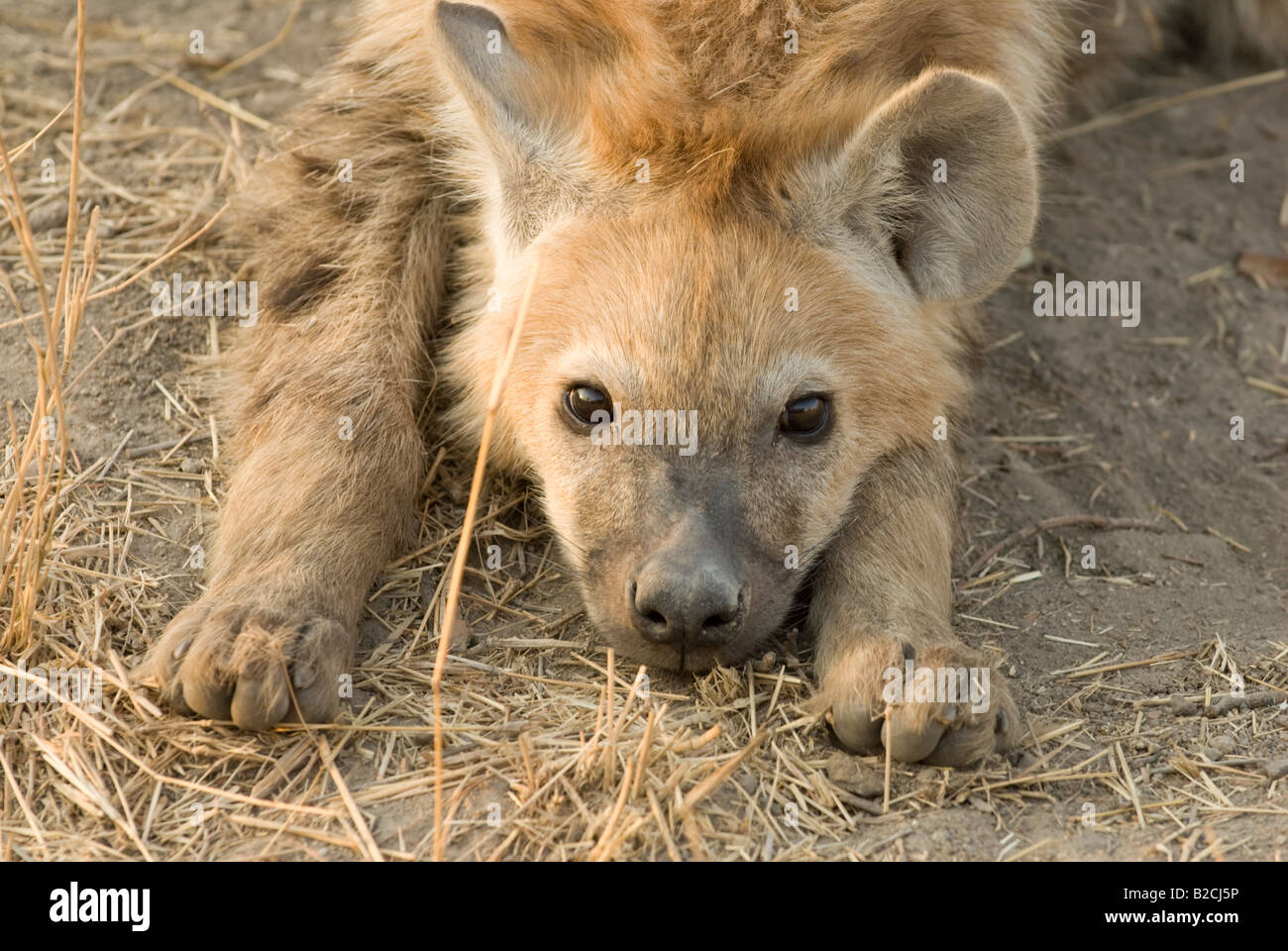 Savannah pub hi-res stock photography and images - Alamy