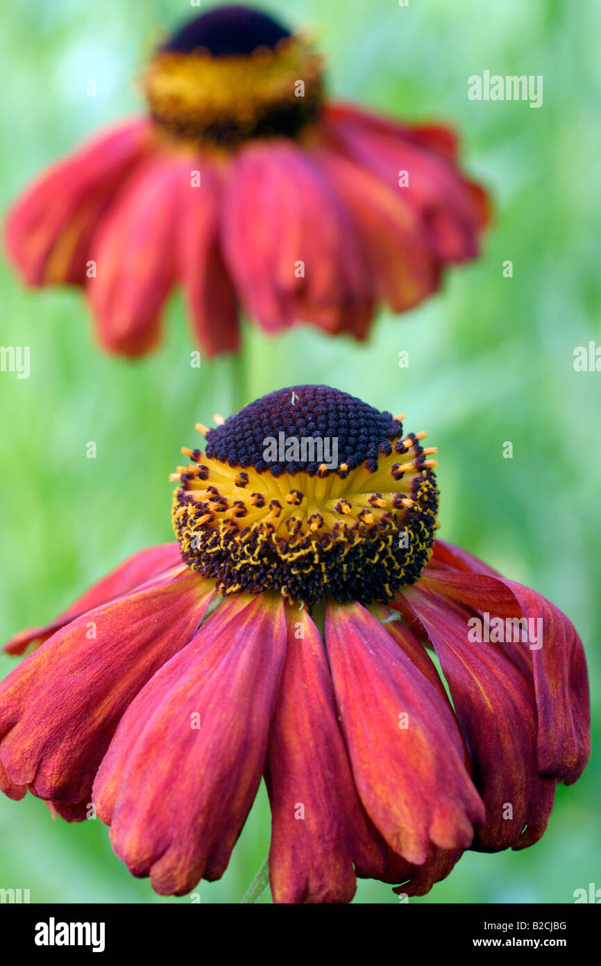 HELENIUM RED ARMY Stock Photo - Alamy