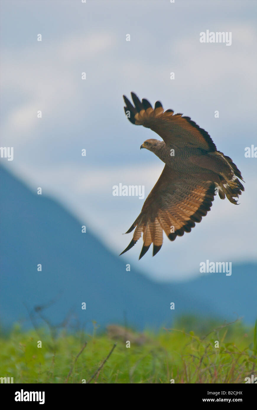 Savannah hawk hi-res stock photography and images - Alamy