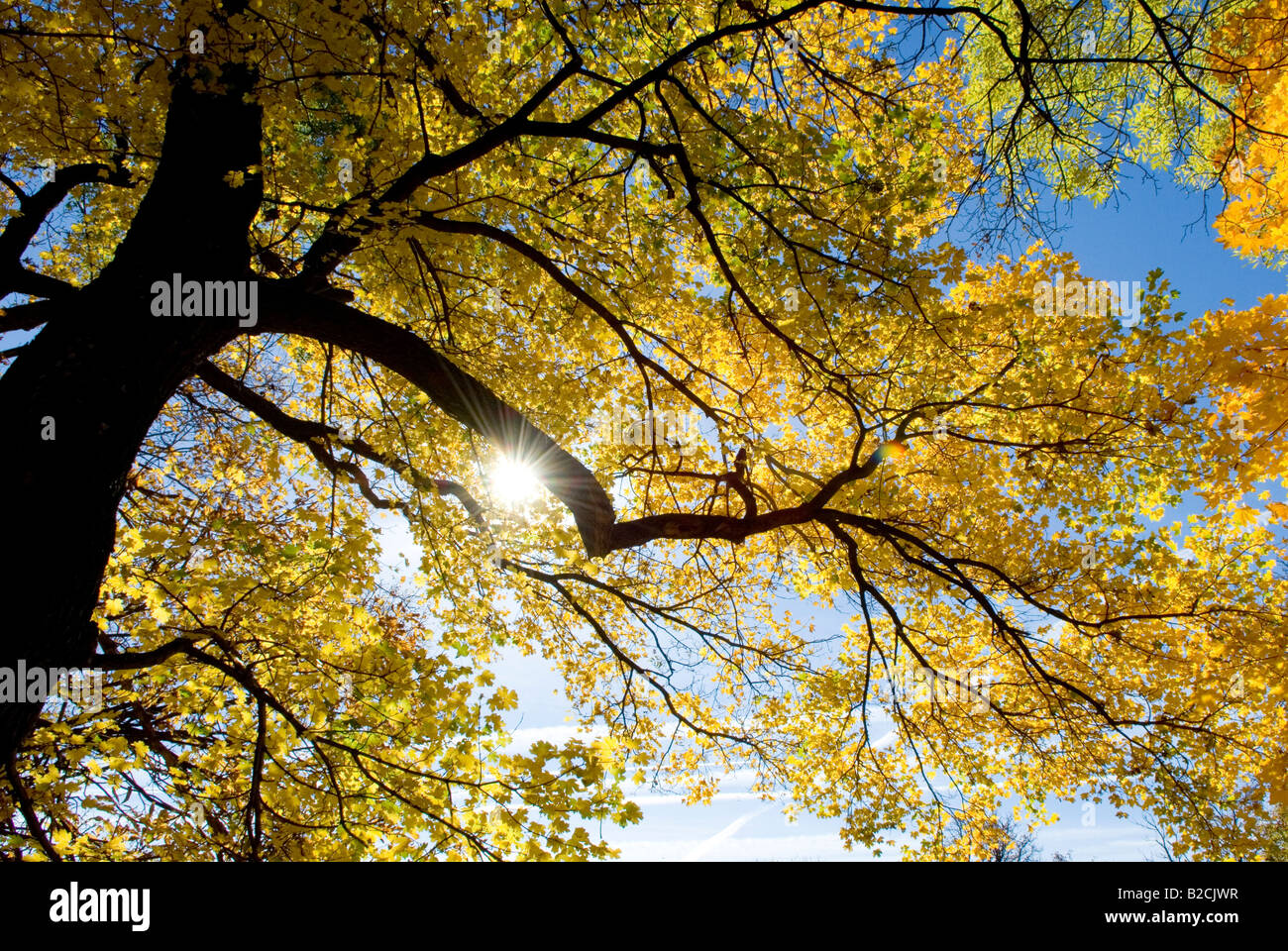 deciduous tree in autumn Stock Photo - Alamy