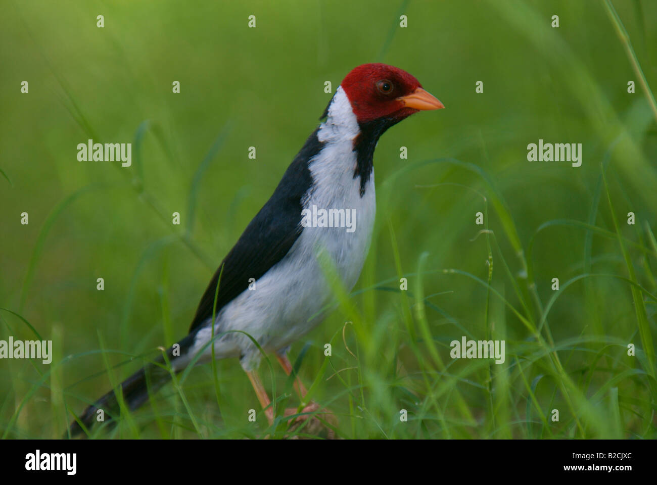 Yellow-billed cardinal, Brazil Stock Photo - Alamy