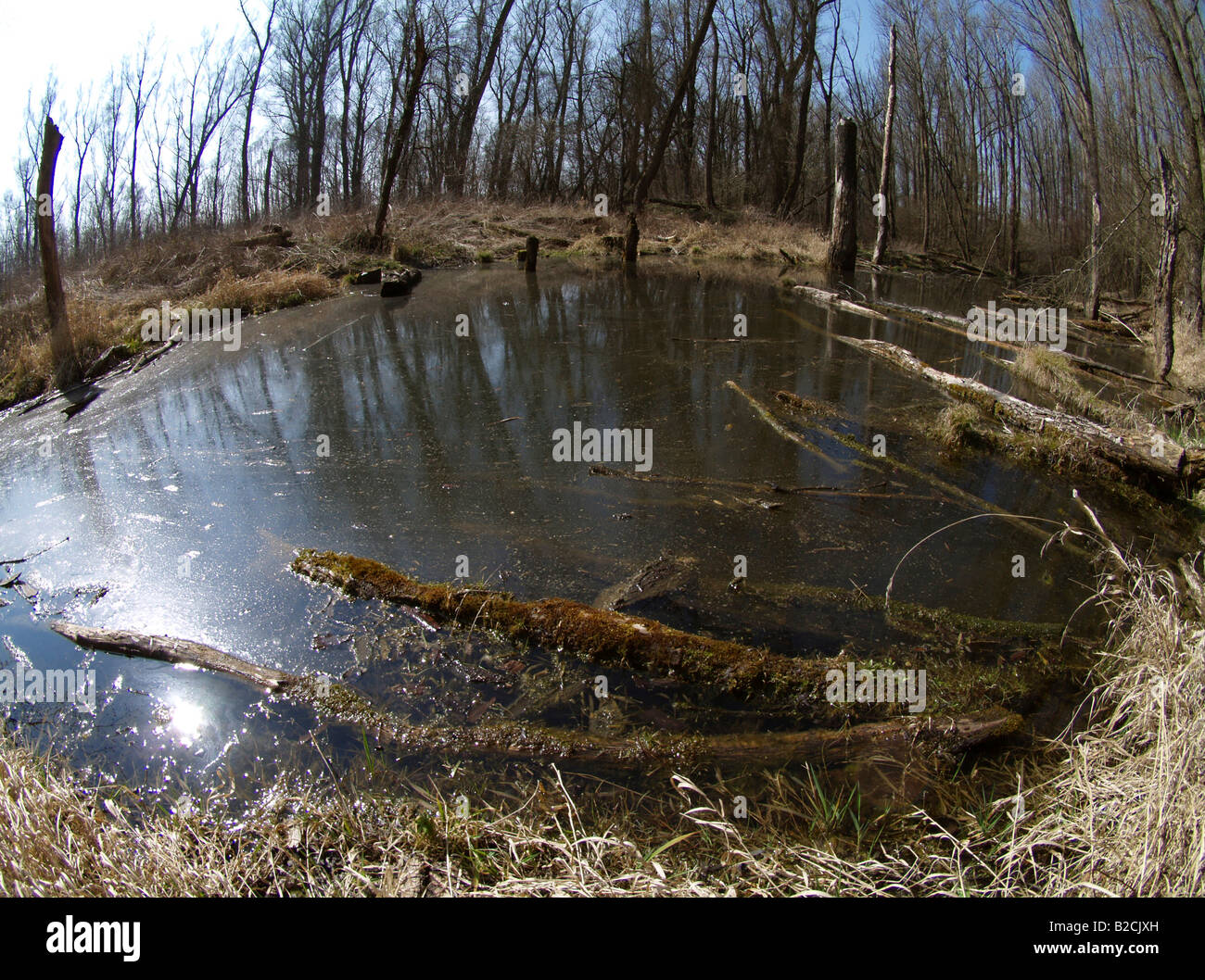 Spring in swamp hi-res stock photography and images - Alamy