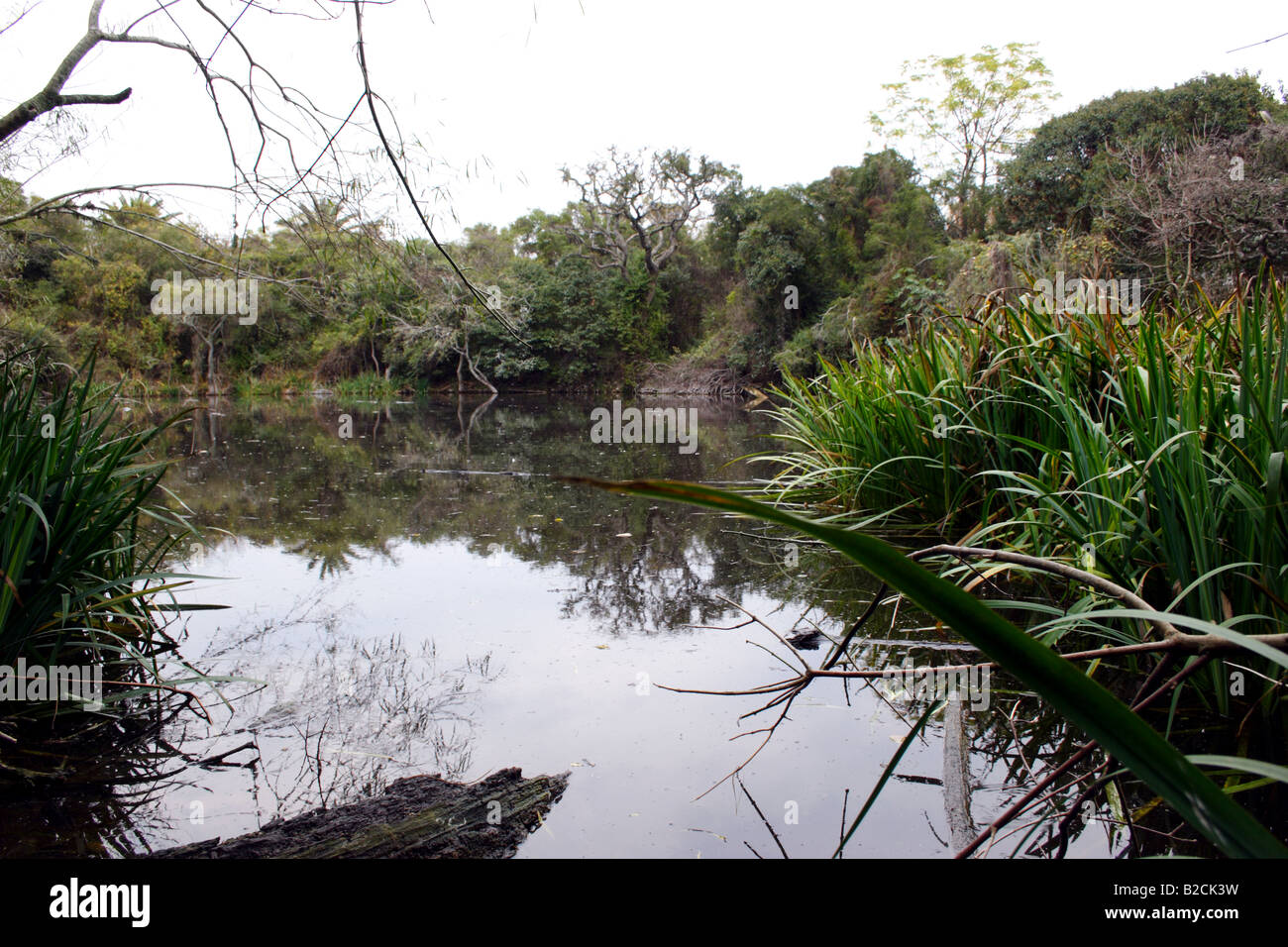 Pond view 2 Stock Photo - Alamy