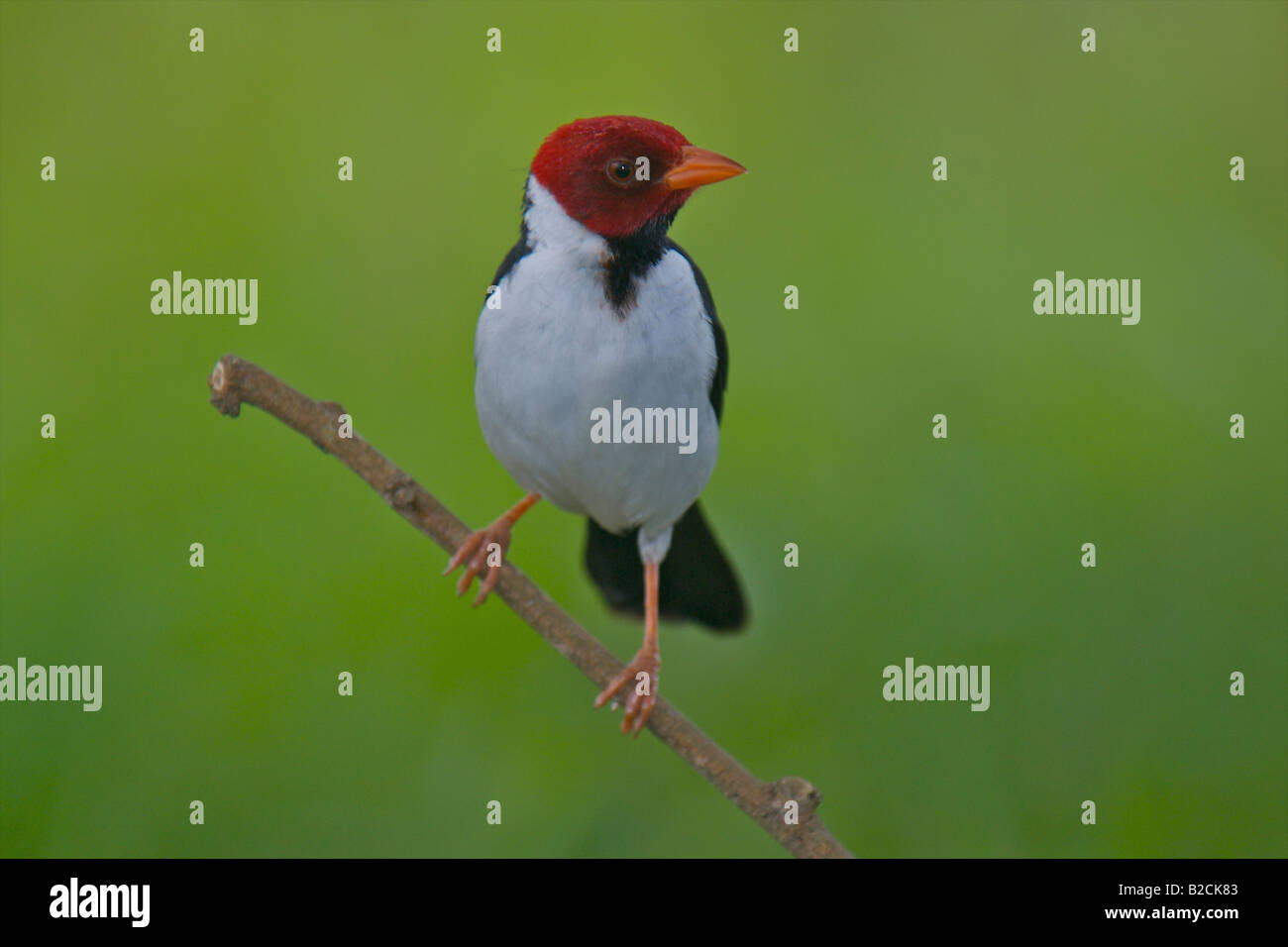 Yellow-billed cardinal, Brazil Stock Photo - Alamy