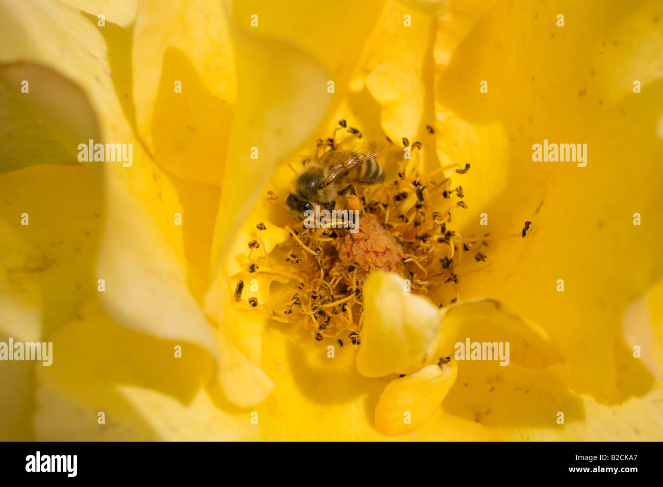 Wasp collecting pollen from yellow rose. Rose Garden, Inner Circle ...