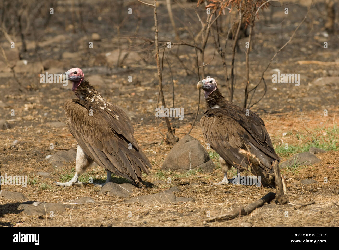 Lappfaced hi-res stock photography and images - Alamy