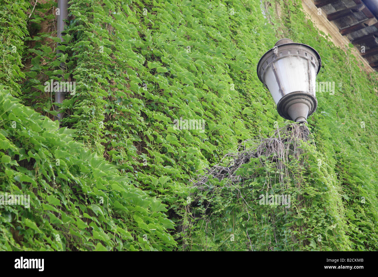 entire side of building covered in ivy with old fashioned street lamp ...