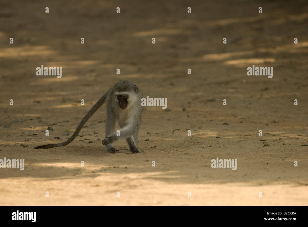 Green monkey hi-res stock photography and images - Alamy