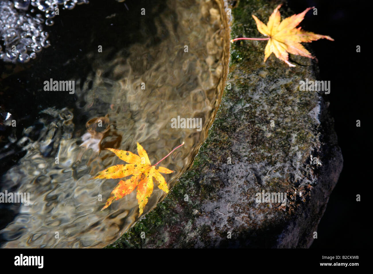 Japanese maple Autumn leaf color on a water at Mizusawadera temple ...