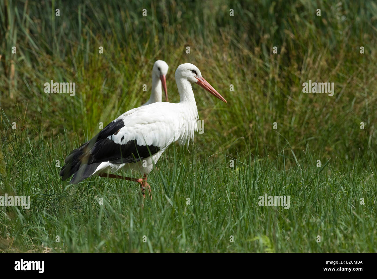 White storks hi-res stock photography and images - Alamy
