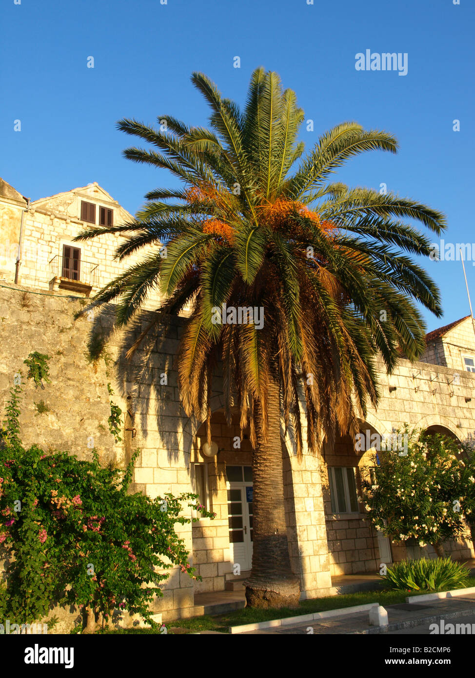 Korcula, palm tree Stock Photo - Alamy