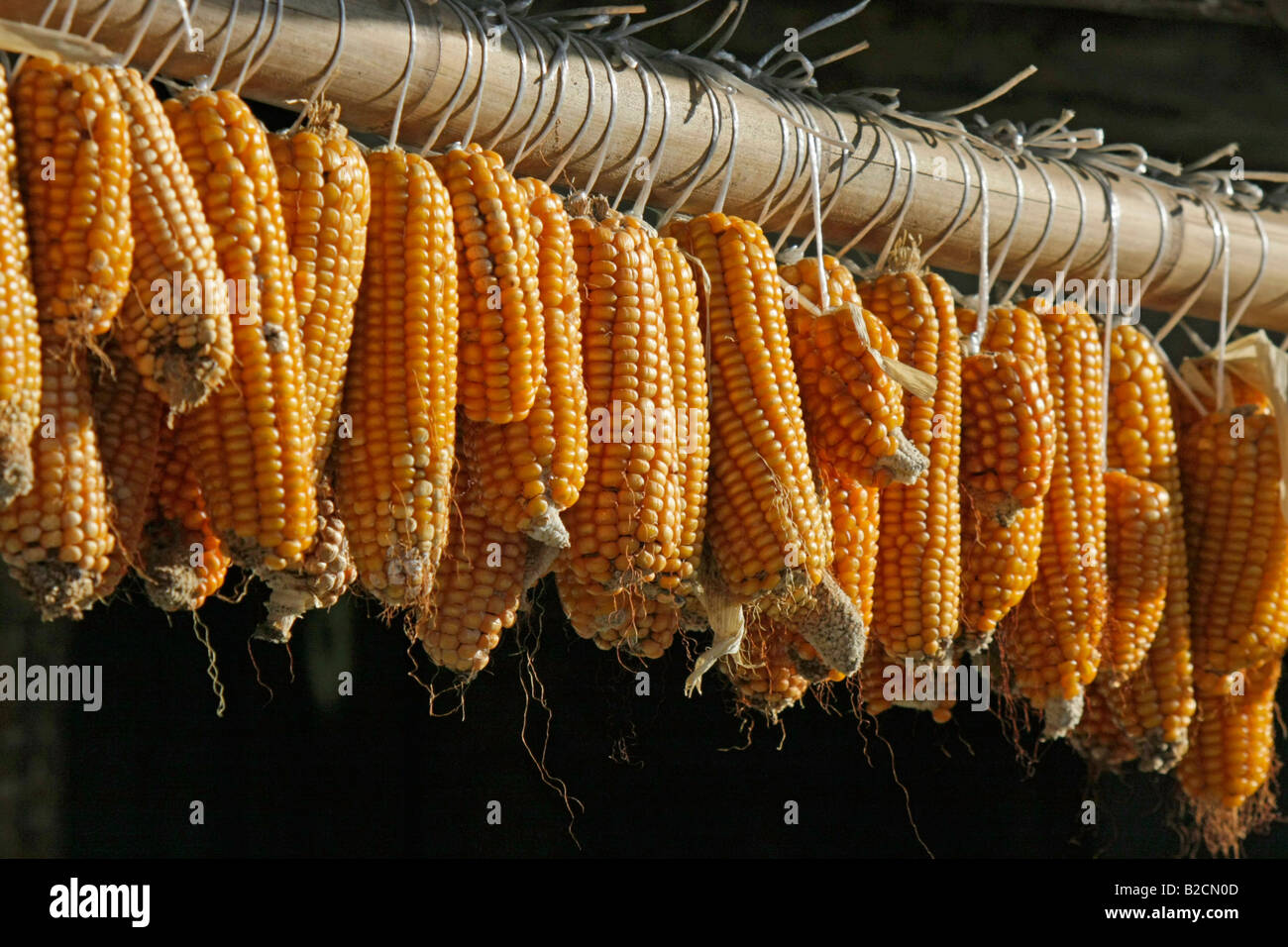 Harvest Corns Hanging on a Traditional House Oshino Hakkai Yamanashi ...