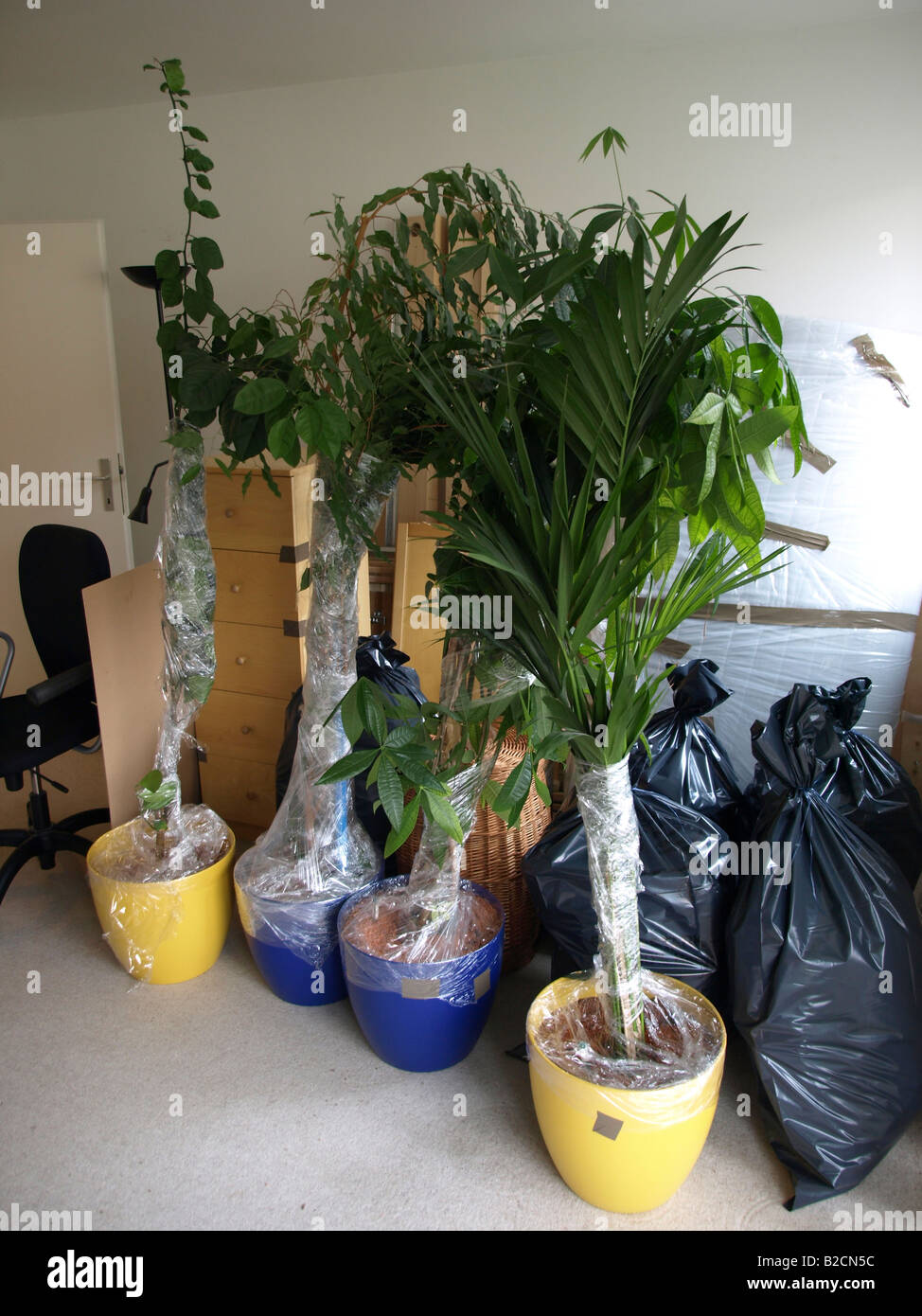 wrapped indoor plants for a move Stock Photo - Alamy