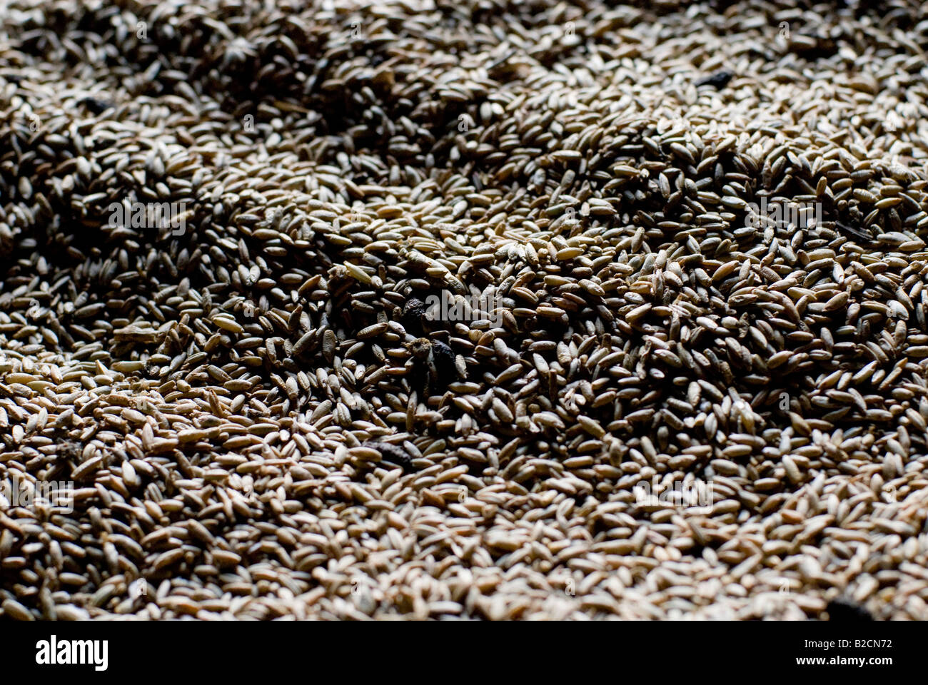 Large quantities of seeds hi-res stock photography and images - Alamy
