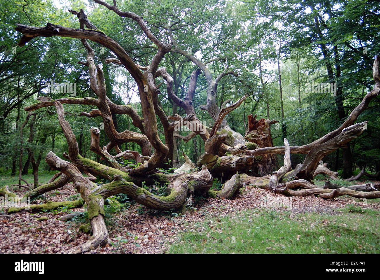 Ancient fallen tree Stock Photo - Alamy