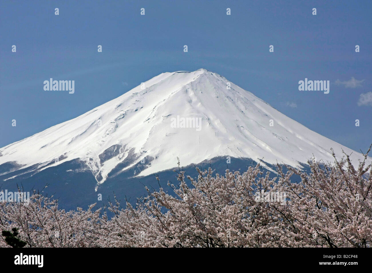 Snowy Mt Fuji and Cherry Blossoms Kawaguchiko Yamanashi Japan Stock ...