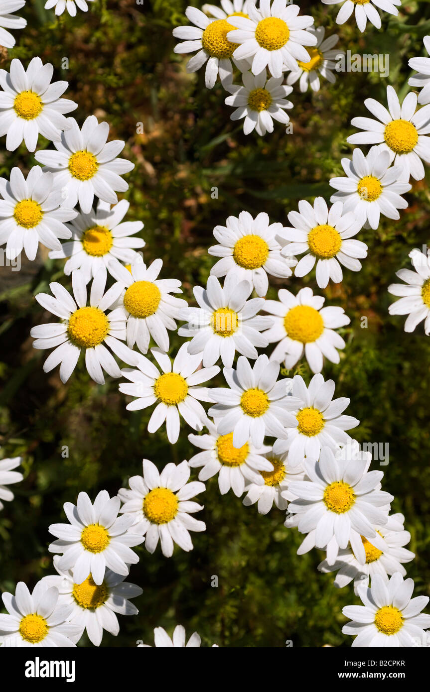 White chamomiles field hi-res stock photography and images - Alamy