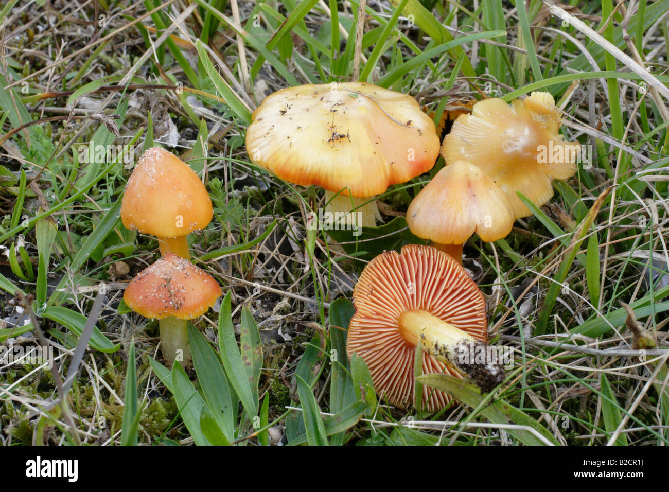 Waxcap fungi uk hi-res stock photography and images - Alamy