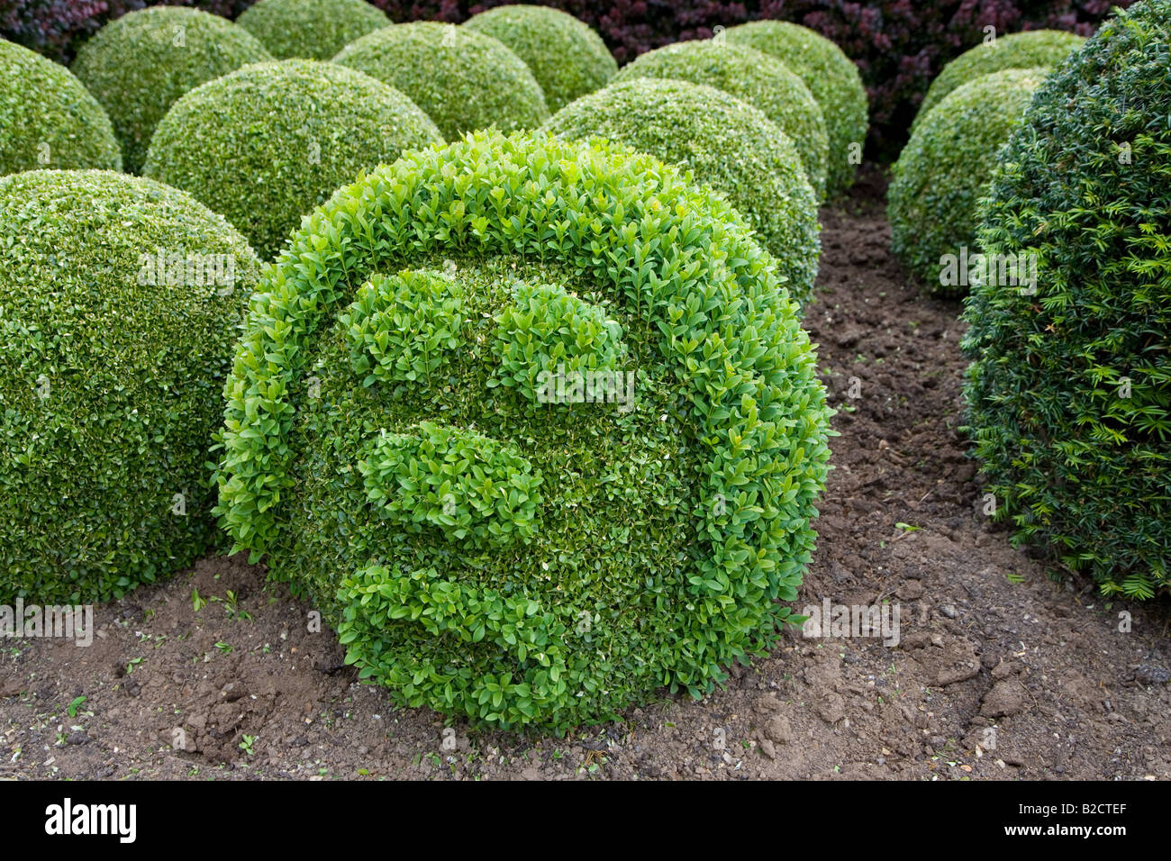 Topiary Globes in Norfolk Garden Stock Photo - Alamy