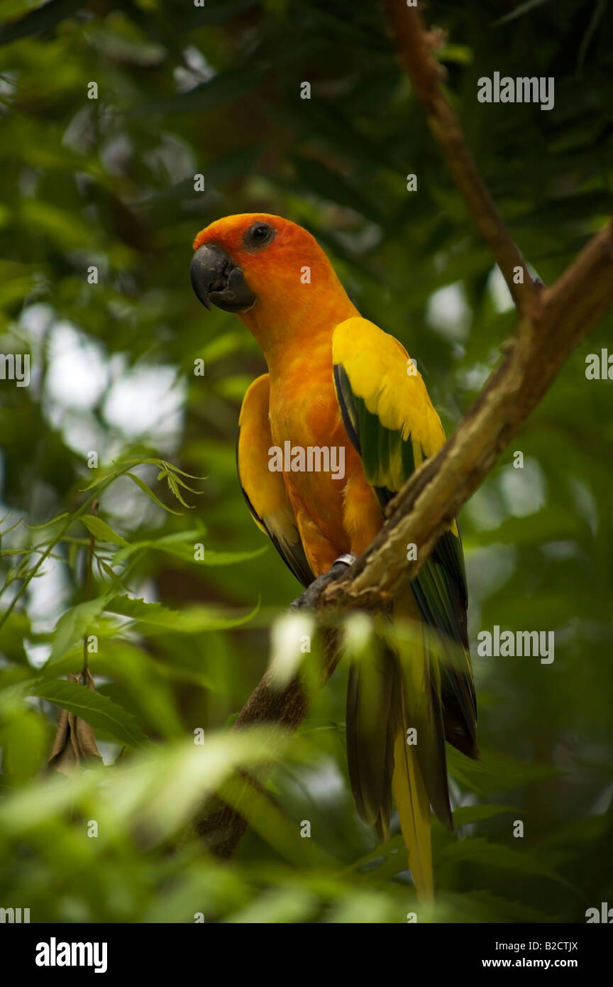 Sun Conure or Sun Parakeet Aratinga solstitialis Stock Photo - Alamy