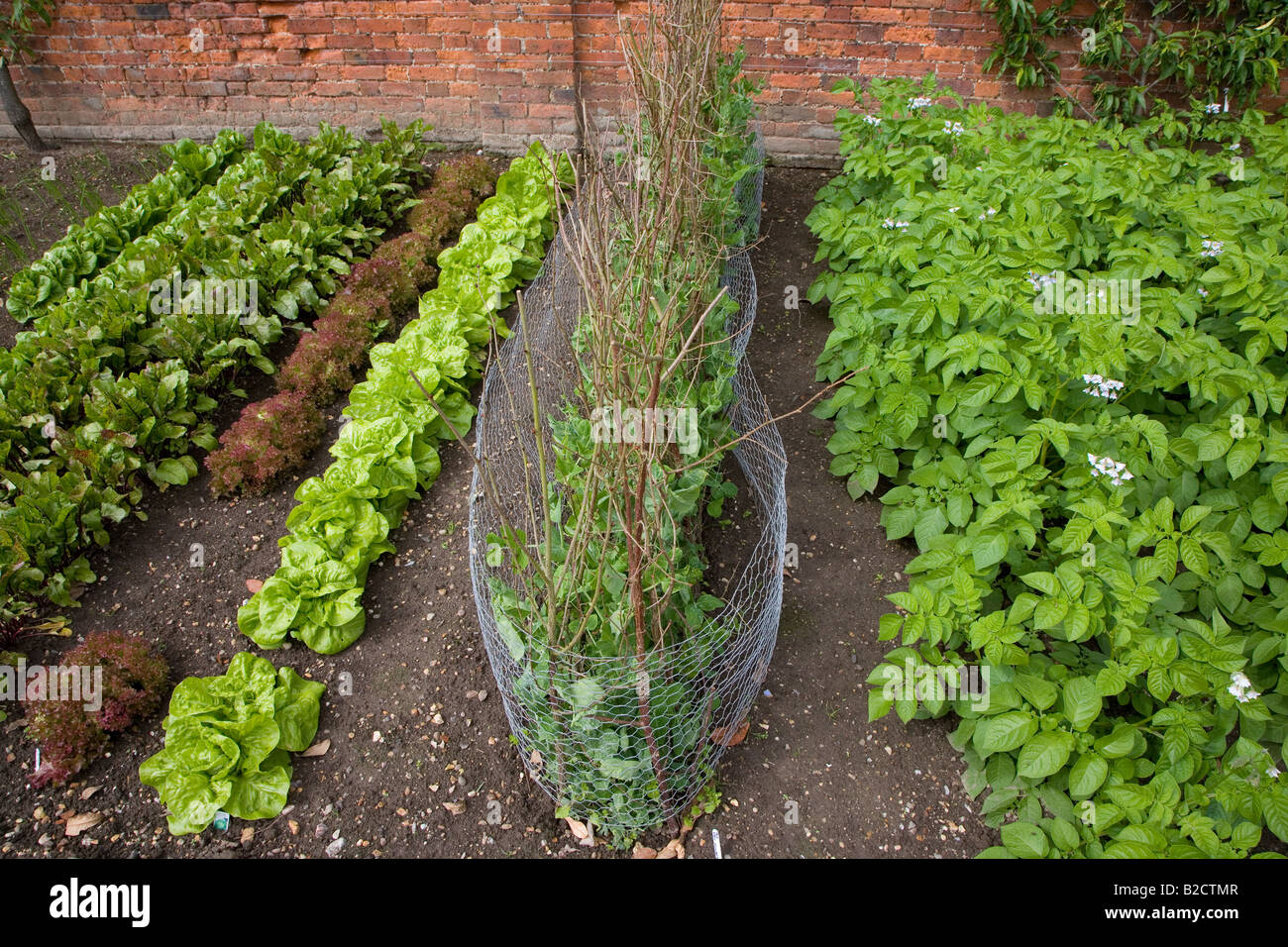 Homegrown vegetable plot Norfolk Stock Photo - Alamy