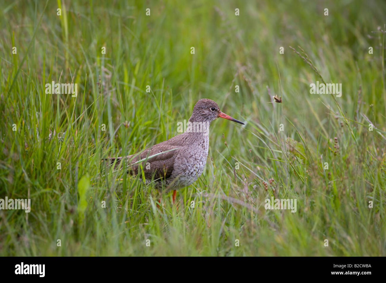 Coastal grazing marsh hi-res stock photography and images - Alamy